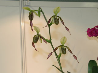 サンシャイン・ワールドオーキッド2006 第45回 全日本蘭協会洋らん展 愛好団体入賞作品 Sunshine World Orchid ...