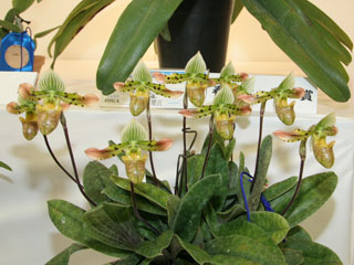 サンシャイン・ワールドオーキッド2006 第45回 全日本蘭協会洋らん展 愛好団体入賞作品 Sunshine World Orchid ...