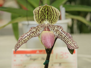 サンシャイン・ワールドオーキッド2006 第45回 全日本蘭協会洋らん展 パフィオ交配種 Sunshine World Orchid 2006 ...