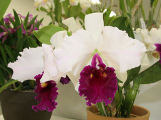 サンシャイン・ワールドオーキッド2006 下館愛蘭会さんの展示 Sunshine World Orchid 2006 45th AJOS ...