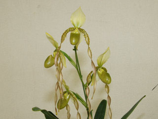 サンシャイン・ワールドオーキッド2006 日本パフィオペディルム研究会さんの展示 Sunshine World Orchid 2006 ...