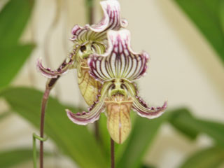 サンシャイン・ワールドオーキッド2006 日本パフィオペディルム研究会さんの展示 Sunshine World Orchid 2006 ...