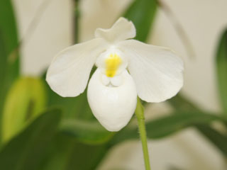 サンシャイン・ワールドオーキッド2006 日本パフィオペディルム研究会さんの展示 Sunshine World Orchid 2006 ...