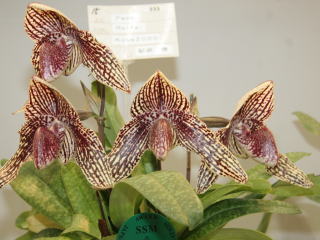 RNBデジタル放送開始記念 えひめ世界の蘭展2007 パフィオペディルムプライマリー交配種 Ehime World Orchid Show ...