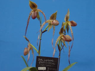 あいち花フェスタ・名古屋国際蘭展 フラワードーム2002 パフィオペディラム