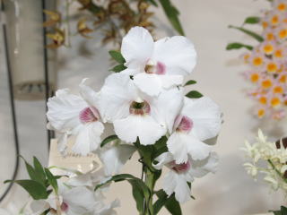 フラワードーム あいち花フェスタ ・名古屋国際蘭展2006 デンドロビューム Flower Dome 2006 Dendrobium