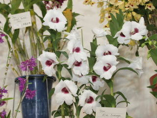 フラワードーム あいち花フェスタ ・名古屋国際蘭展2006 デンドロビューム Flower Dome 2006 Dendrobium