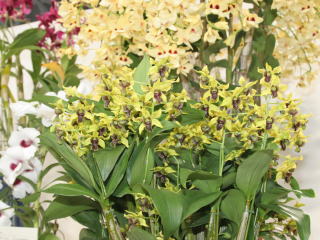 フラワードーム あいち花フェスタ ・名古屋国際蘭展2006 デンドロビューム Flower Dome 2006 Dendrobium
