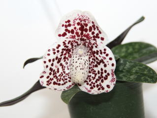 フラワードーム あいち花フェスタ ・名古屋国際蘭展2008 パフィオ Flower Dome 2008 Paphiopedilum