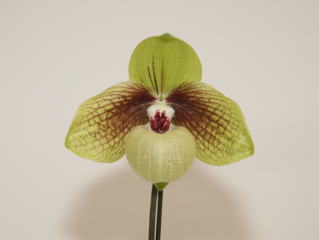 フラワードーム あいち花フェスタ ・名古屋国際蘭展2008 パフィオ Flower Dome 2008 Paphiopedilum