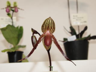 フラワードーム あいち花フェスタ ・名古屋国際蘭展2008 パフィオ Flower Dome 2008 Paphiopedilum