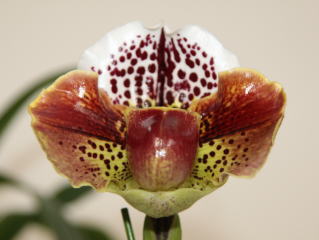 フラワードーム あいち花フェスタ ・名古屋国際蘭展2008 パフィオ Flower Dome 2008 Paphiopedilum