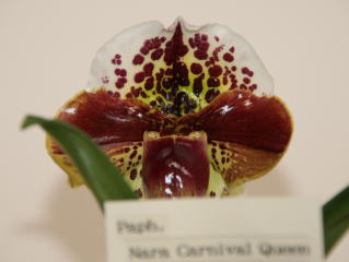 フラワードーム あいち花フェスタ ・名古屋国際蘭展2008 パフィオ Flower Dome 2008 Paphiopedilum
