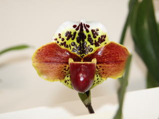 フラワードーム あいち花フェスタ ・名古屋国際蘭展2008 パフィオ Flower Dome 2008 Paphiopedilum