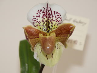 フラワードーム あいち花フェスタ ・名古屋国際蘭展2008 パフィオ Flower Dome 2008 Paphiopedilum