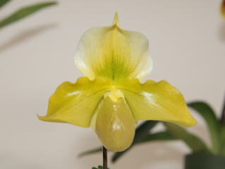フラワードーム あいち花フェスタ ・名古屋国際蘭展2008 パフィオ Flower Dome 2008 Paphiopedilum