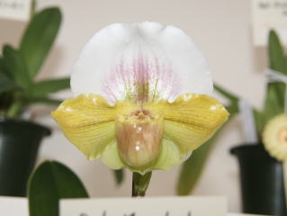 フラワードーム あいち花フェスタ ・名古屋国際蘭展2008 パフィオ Flower Dome 2008 Paphiopedilum