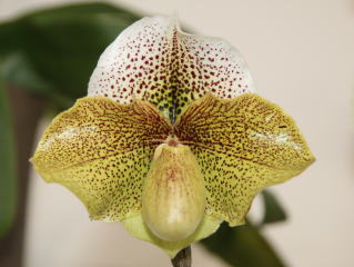 フラワードーム あいち花フェスタ ・名古屋国際蘭展2008 パフィオ Flower Dome 2008 Paphiopedilum