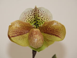 フラワードーム あいち花フェスタ ・名古屋国際蘭展2008 パフィオ Flower Dome 2008 Paphiopedilum