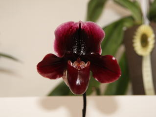 フラワードーム あいち花フェスタ ・名古屋国際蘭展2008 パフィオ Flower Dome 2008 Paphiopedilum