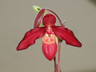 藤沢洋蘭愛好会さん主催 さいか屋 藤沢 第26回 新春洋蘭展 パフィオペディラム 26th Fujisawa Saikaya Orchid ...