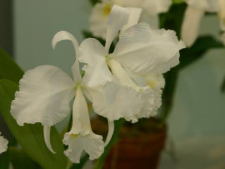 第45回 蘭友会 洋蘭展 カトレヤ原種 JAOS 45th Orchid Show Cattleya Species