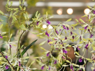 第46回 蘭友会 洋蘭展 デンドロビューム シンビジューム 46th JAOS Orchid Show Dendrobium Cymbidium