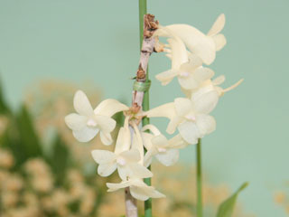 第46回 蘭友会 洋蘭展 デンドロビューム シンビジューム 46th JAOS Orchid Show Dendrobium Cymbidium