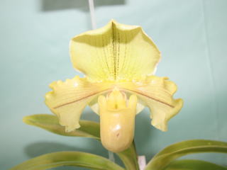 洋らん展2006 in スパリゾートハワイアンズ パフィオペディラム Orchid Festival in Hawaiians 2006 ...