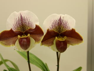 梅屋 新春恒例特別催事 第41回 洋蘭展 パフィオペディラム