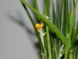 ほっかいどう 世界の蘭展2004 5大属以外の展示から Hokkaido World Orchid Show 2004 Miscellaneous