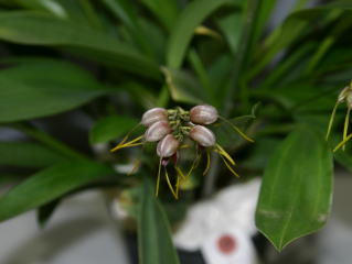 ほっかいどう 世界の蘭展2004 マスデバリア Hokkaido World Orchid Show 2004 Masd.