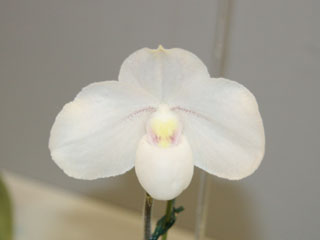 イーハトーブいわて世界の蘭展2005 パフィオペディラム Ihatov Iwate World Orchid Show 2005 ...