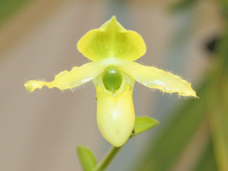 イーハトーブいわて世界の蘭展2005 パフィオペディラム Ihatov Iwate World Orchid Show 2005 ...