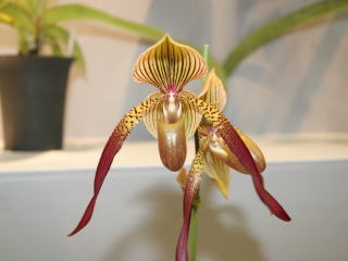 イーハトーブいわて世界の蘭展2007 パフィオペディラムプライマリー Ihatov Iwate World Orchid Show 2007 ...