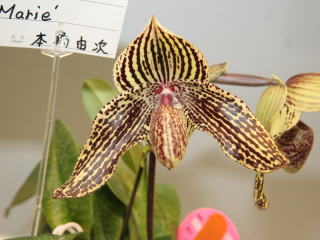 イーハトーブいわて世界の蘭展2007 パフィオペディラムプライマリー Ihatov Iwate World Orchid Show 2007 ...