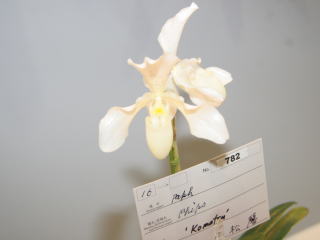 イーハトーブいわて世界の蘭展2007 パフィオペディラムプライマリー Ihatov Iwate World Orchid Show 2007 ...