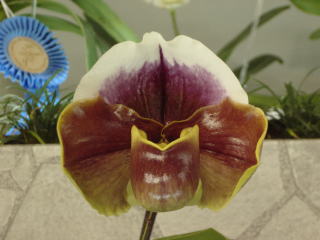 世界らん展日本大賞2002 パフィオ 整形花 Japan Grand Prix International Orchid Festival ...