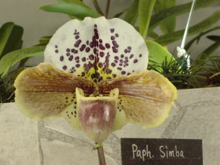 世界らん展日本大賞2002 パフィオ 整形花 Japan Grand Prix International Orchid Festival ...