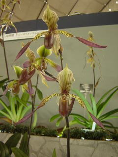 世界らん展日本大賞2002 パフィオペディラム プライマリー 原種 Japan Grand Prix International Orchid ...