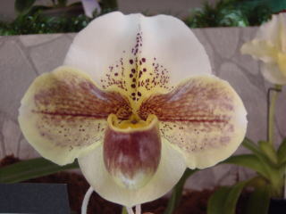 世界らん展日本大賞2003 パフィオペディラム 整形花 Japan Grand Prix International Orchid ...