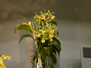 世界らん展日本大賞2004 ブルーリボン Japan Grand Prix International Orchid Festival ...