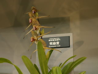 世界らん展日本大賞2004 ブルーリボン Japan Grand Prix International Orchid Festival ...