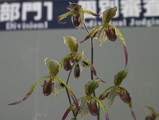 世界らん展日本大賞2004 パフィオペディルム 原種 プライマリー Japan Grand Prix International Orchid ...