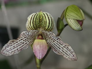 世界らん展日本大賞2004 パフィオペディルム 原種 プライマリー Japan Grand Prix International Orchid ...