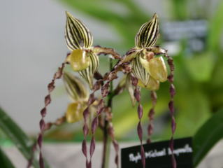 世界らん展日本大賞2004 パフィオペディルム 原種 プライマリー Japan Grand Prix International Orchid ...