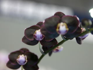 世界らん展日本大賞2004 ファレノプシス Japan Grand Prix International Orchid Festival ...