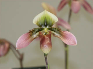 世界らん展日本大賞2005 パフィオペディルム プライマリー Japan Grand Prix International Orchid ...