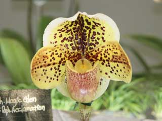 世界らん展日本大賞2005 パフィオペディルム 整形花 Japan Grand Prix International Orchid ...