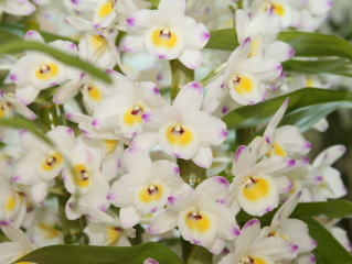 世界らん展日本大賞2008 デンドロビューム Japan Grand Prix International Orchid Festival ...
